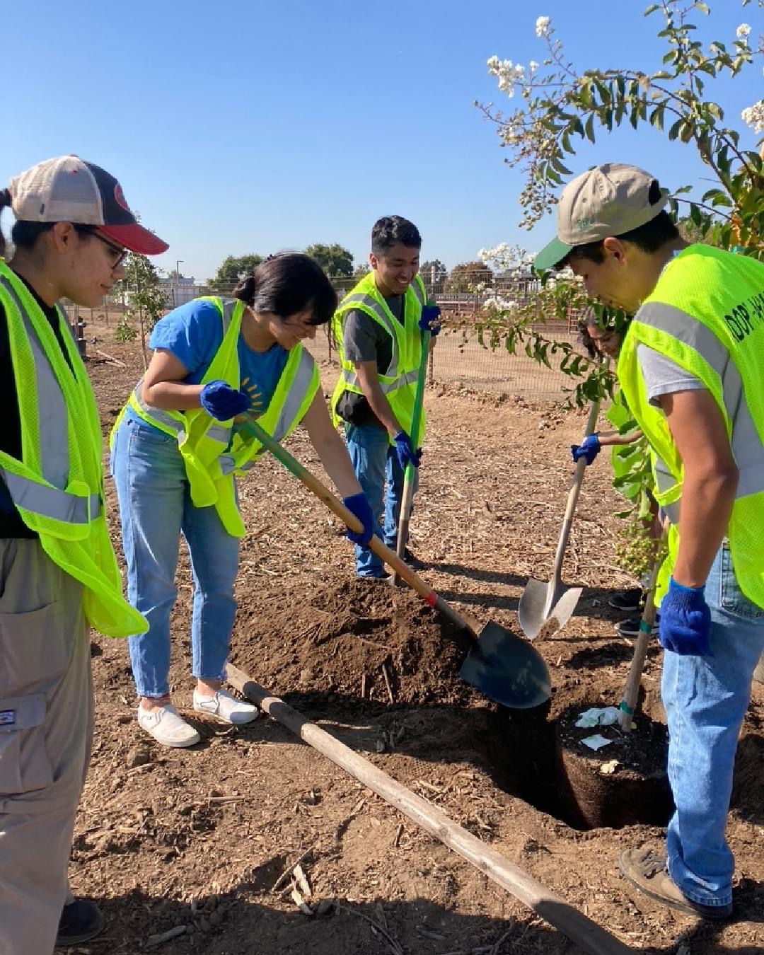 Fresno State volunteers plant trees on Clean Air Day - Fresno State News